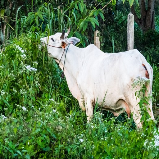 Tarag - App on Amazon Appstore