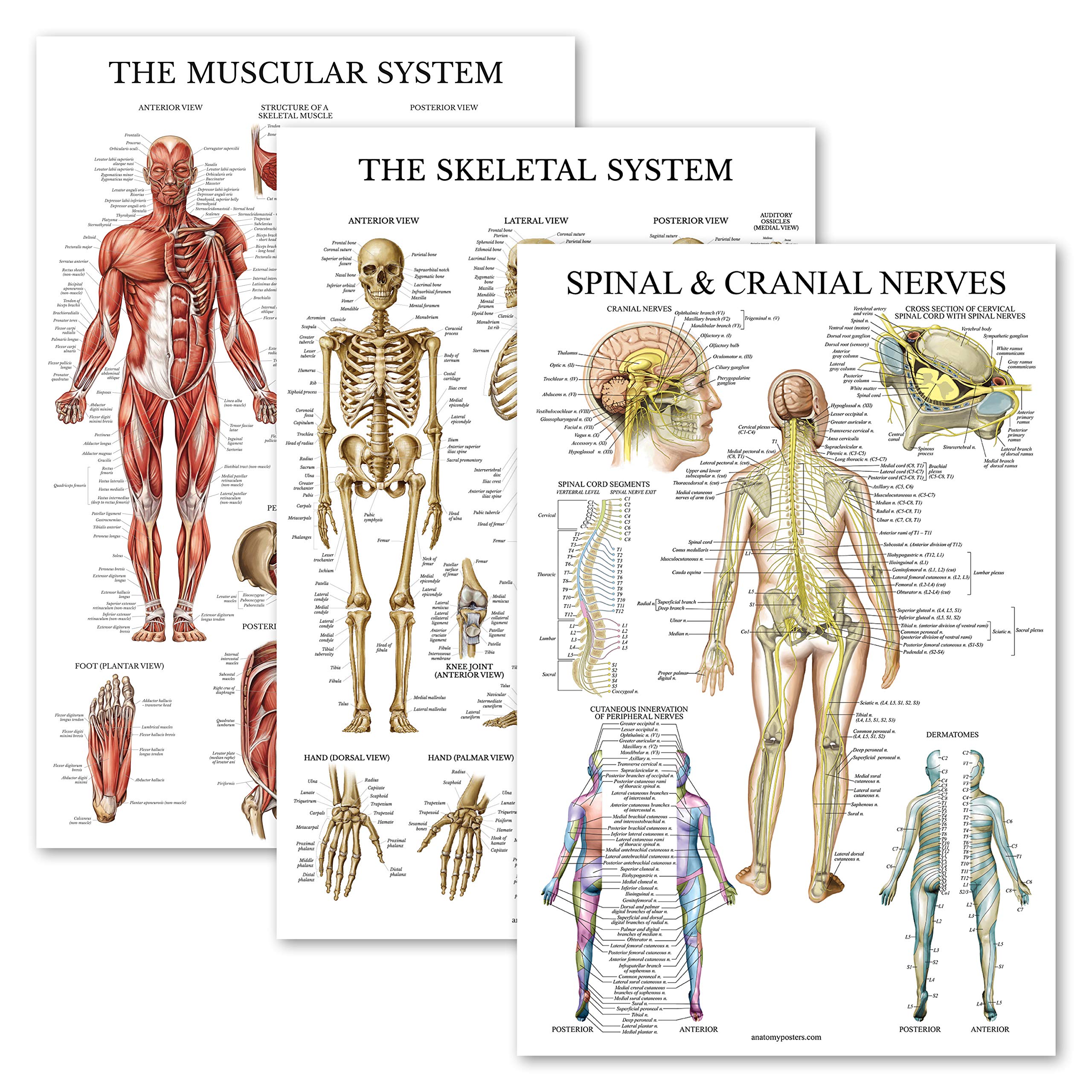 Buy Palace Learning 3 Pack - Muscle + Skeleton + Spinal Nerves Anatomy ...