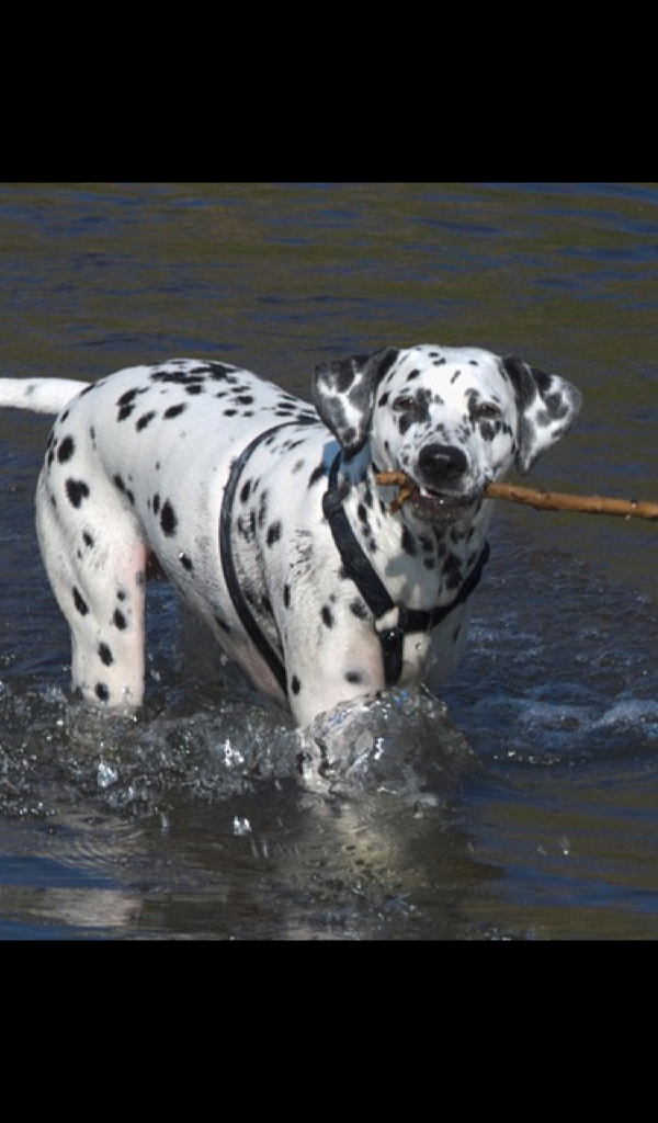 Cute Dalmation Wallpaper -- HD Wallpapers of Cute Dalmations! - App on ...