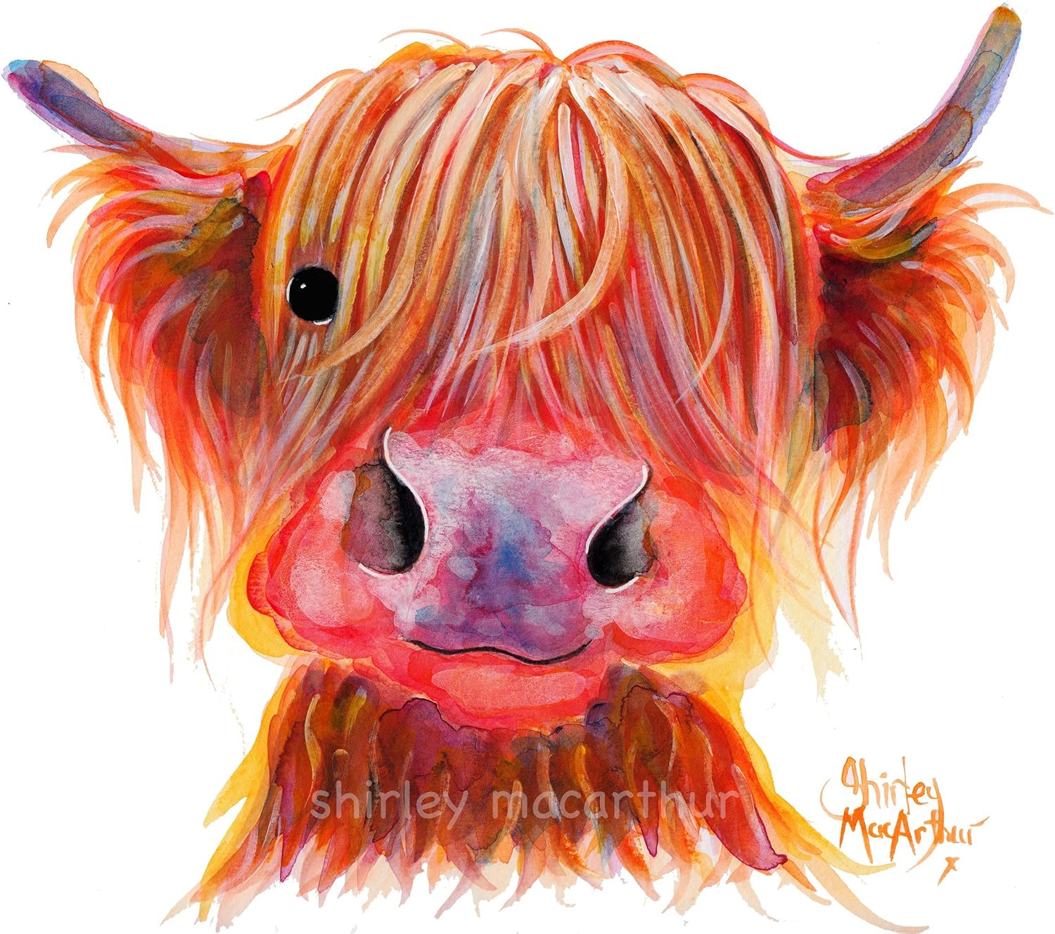 SHIRLEY MACARTHUR HiGHLaND CoW PRINT BoX CaNVaS (WaLL ART, CoW PRiNT ...
