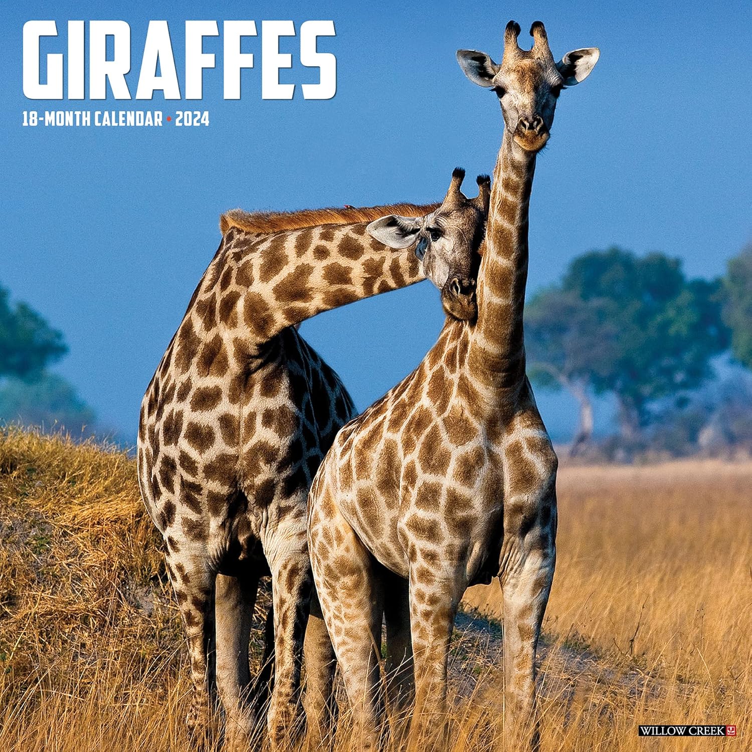 Giraffes 2024 12 X 12 Wall Calendar : Willow Creek Press: Amazon.co.uk ...
