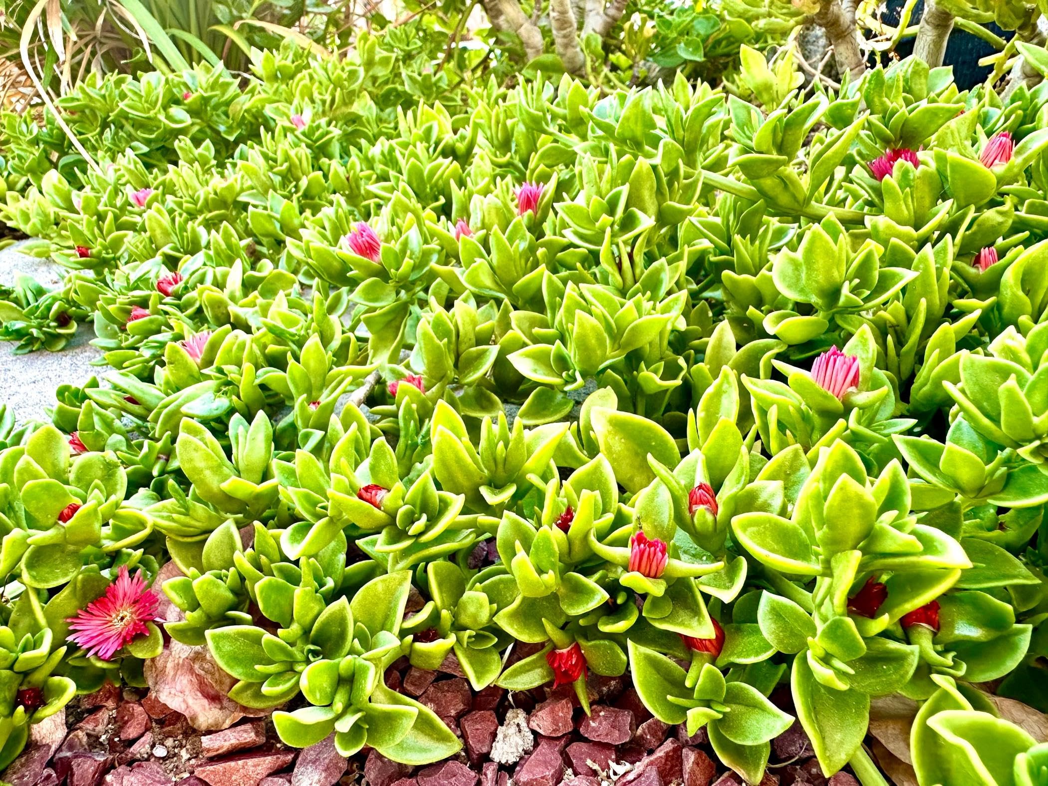Ice Plant Sunlight