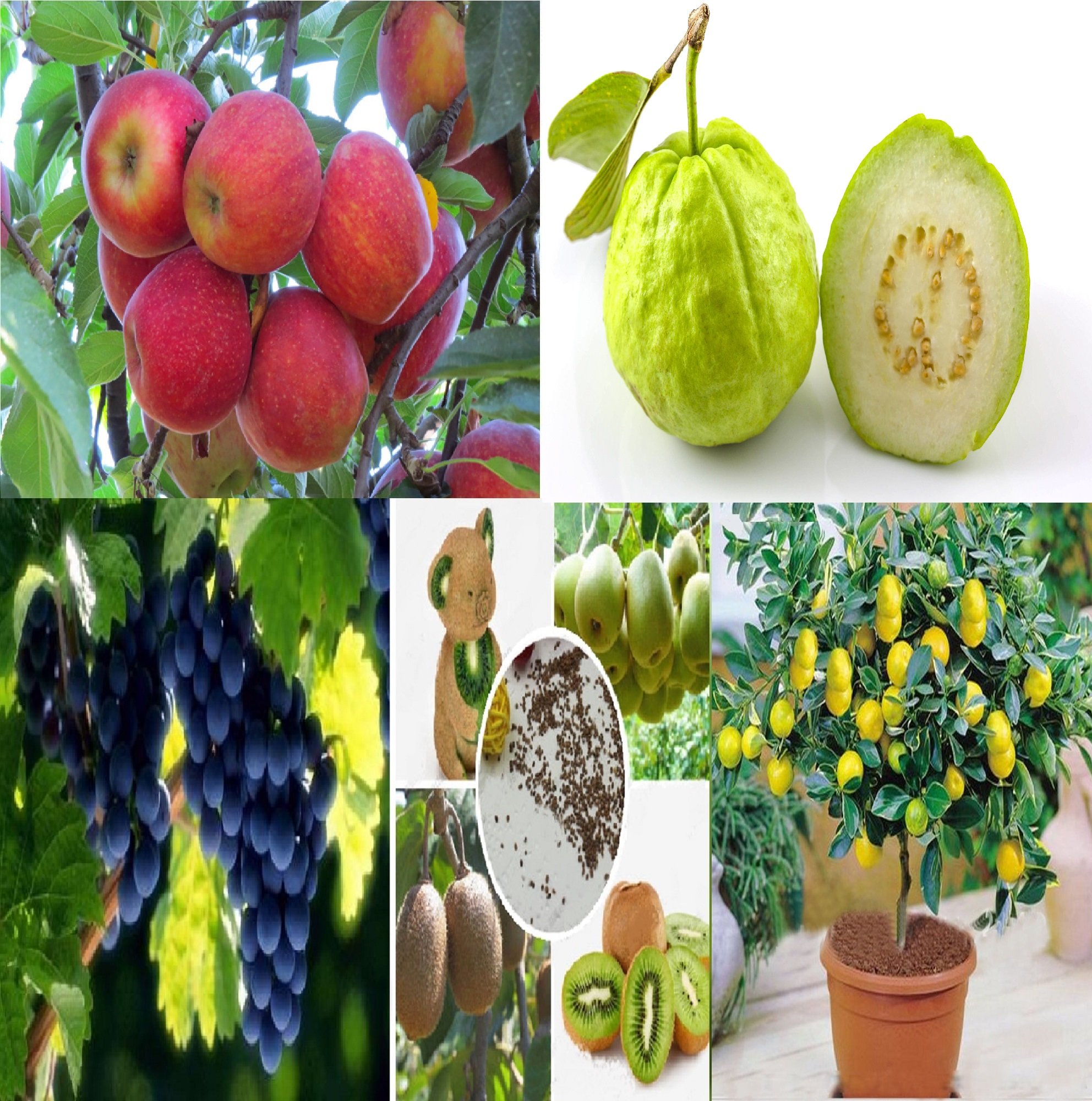 Examples Of Different Fruits