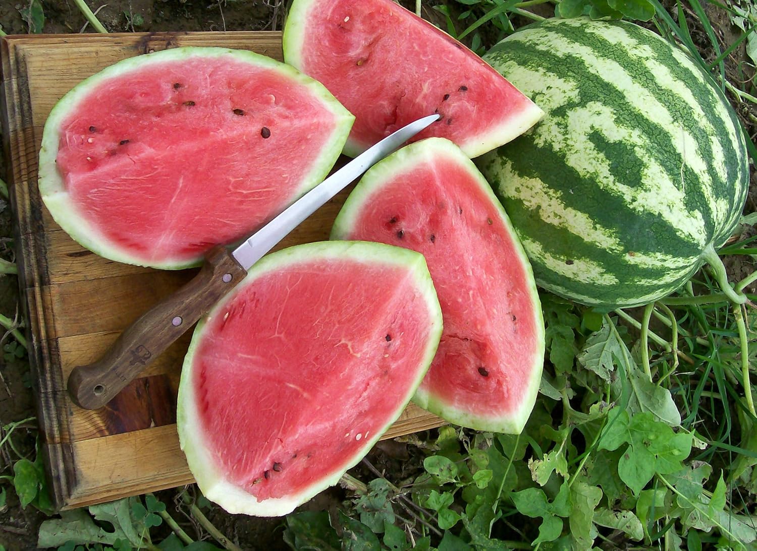 Amazon.com : 50 Crimson Sweet Watermelon Seeds for Planting Heirloom ...
