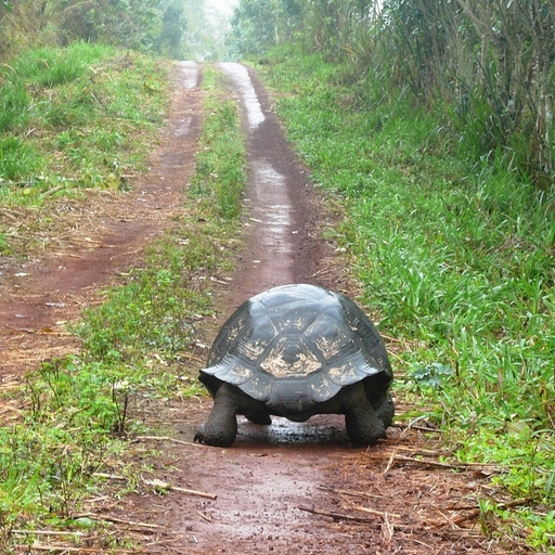 Meggro - App on Amazon Appstore