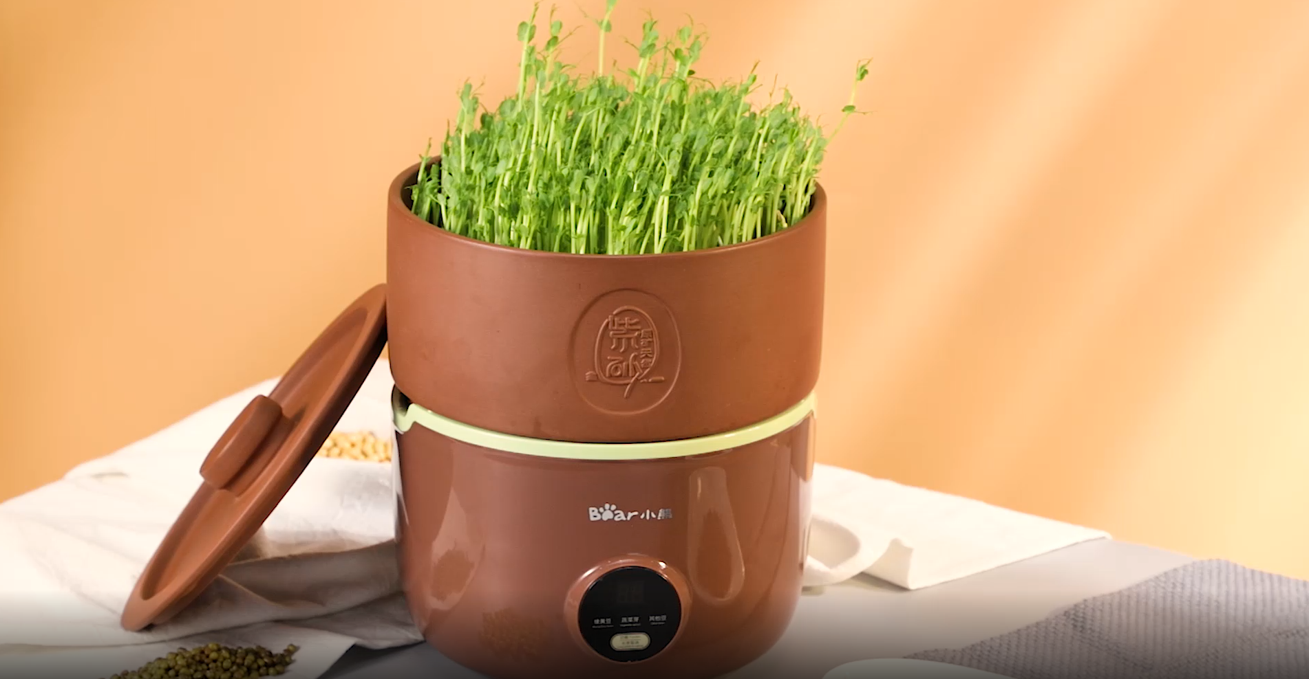 Watch Bear Bean Sprouts Machine, Automatic countdown, Purple Clay on ...