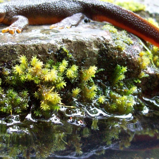 Newt Wallpaper -- HD Wallpapers of Newts! - App on the Amazon Appstore