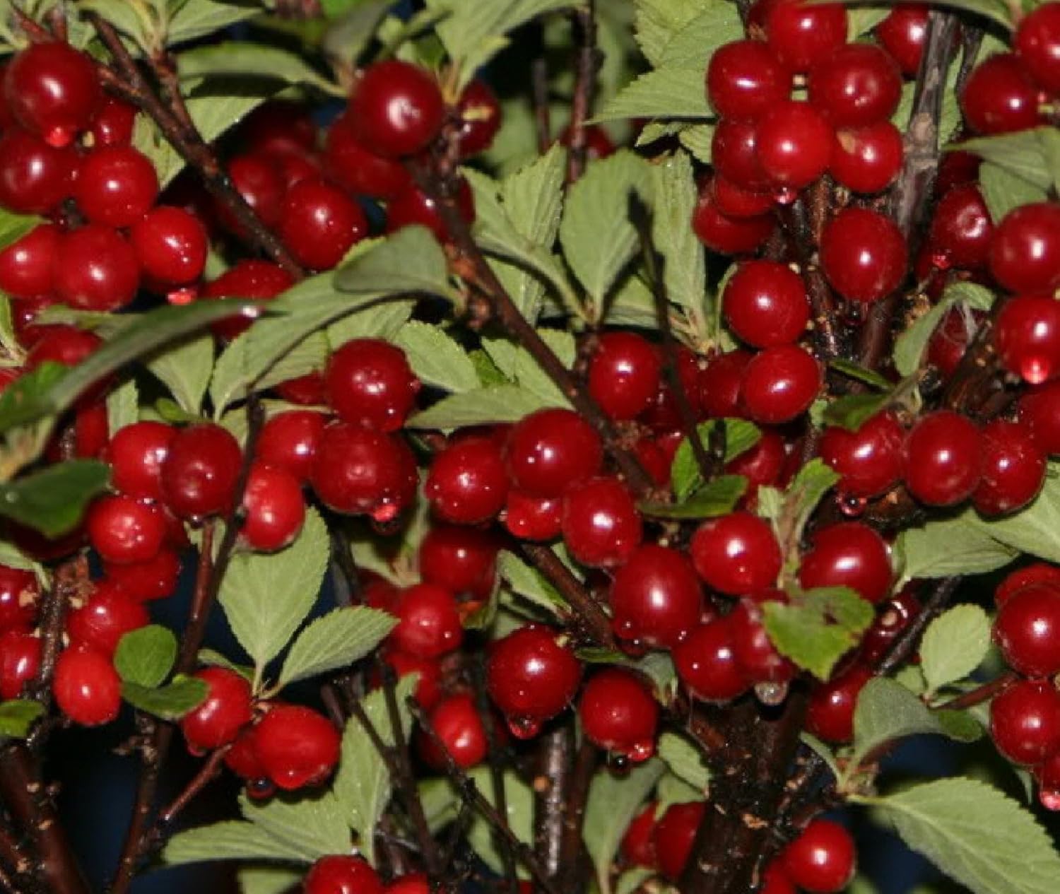 Amazon.com: 5 Hansen's Bush Cherry 1 foot tall bareroot : Patio, Lawn ...