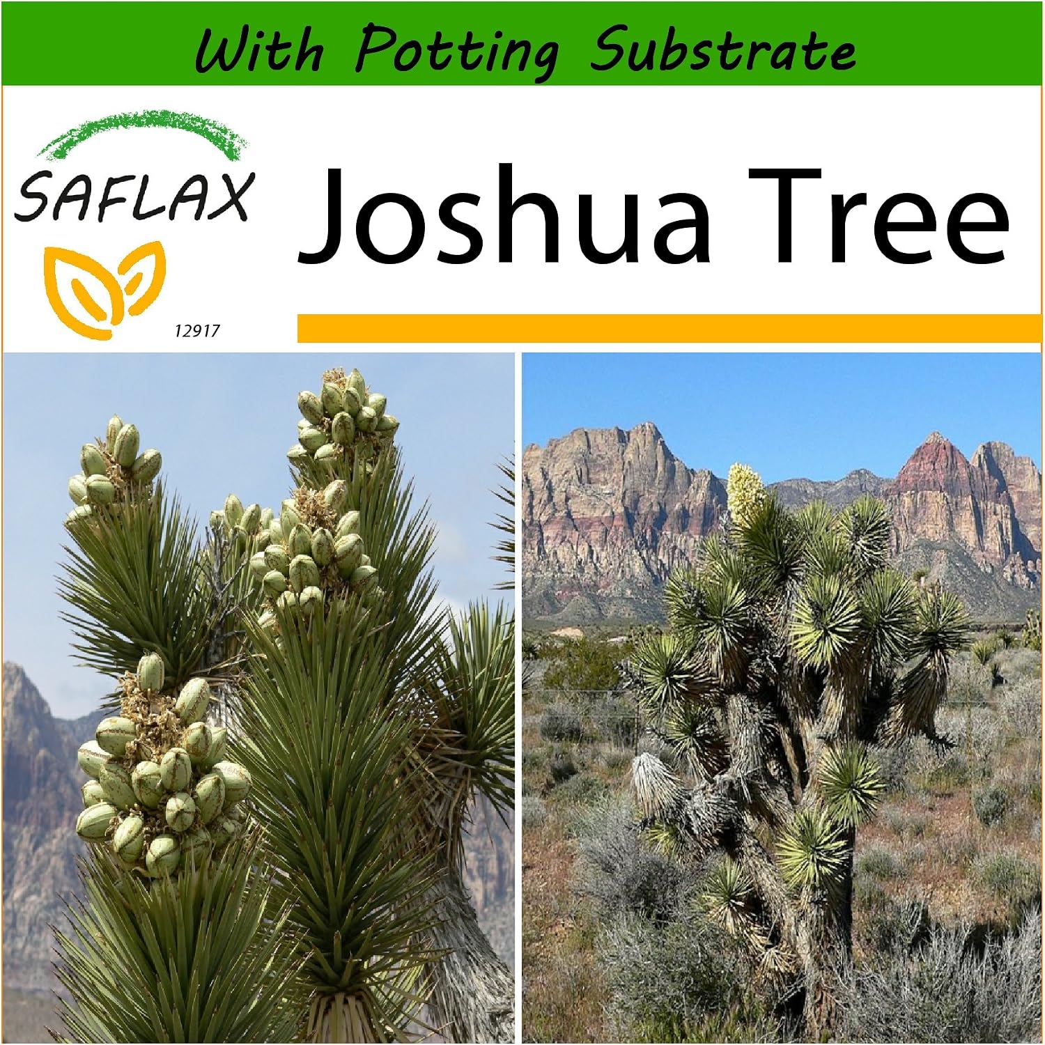 Amazon.com : SAFLAX - Joshua Tree - 10 Seeds - with Soil - Yucca ...