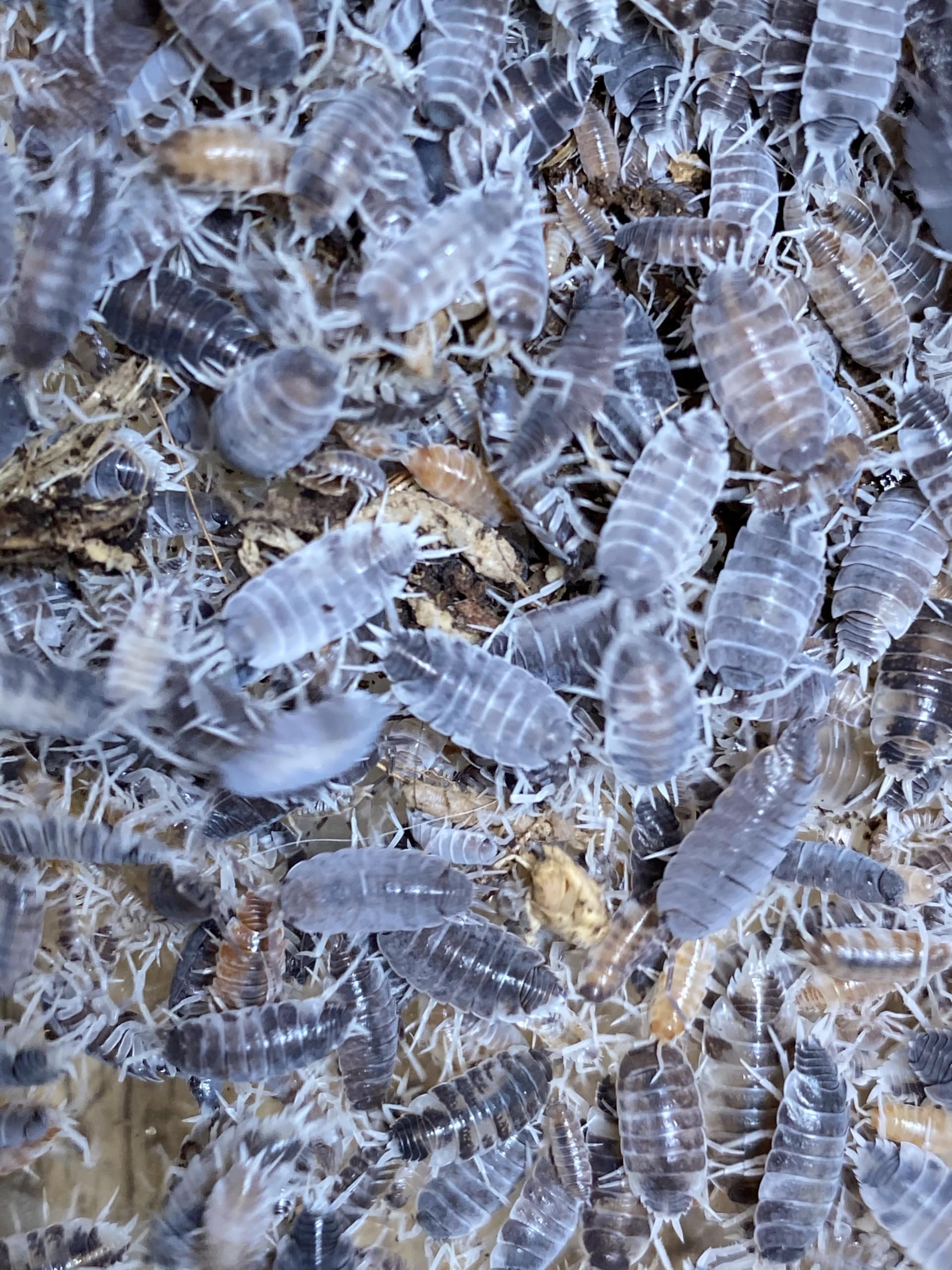 Amazon.com : TC INSECTS Live 25ct Powder Orange Isopods (Porcellionides ...