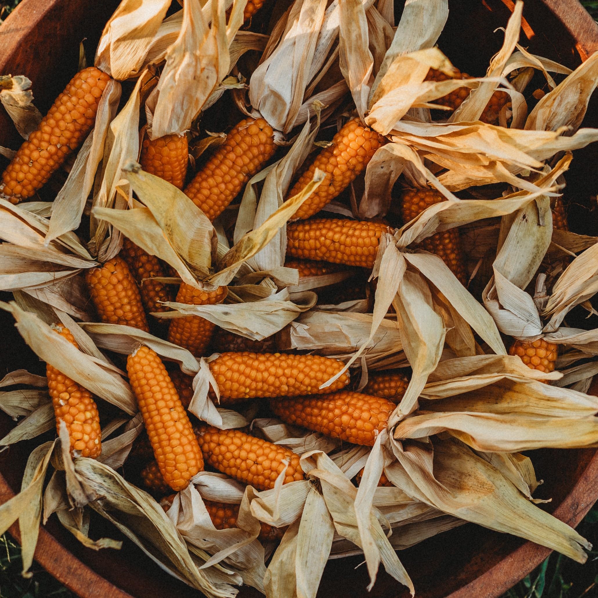 Amazon.com : Tom Thumb Dwarf Popcorn - 25 Seeds - Heirloom Corn Variety ...