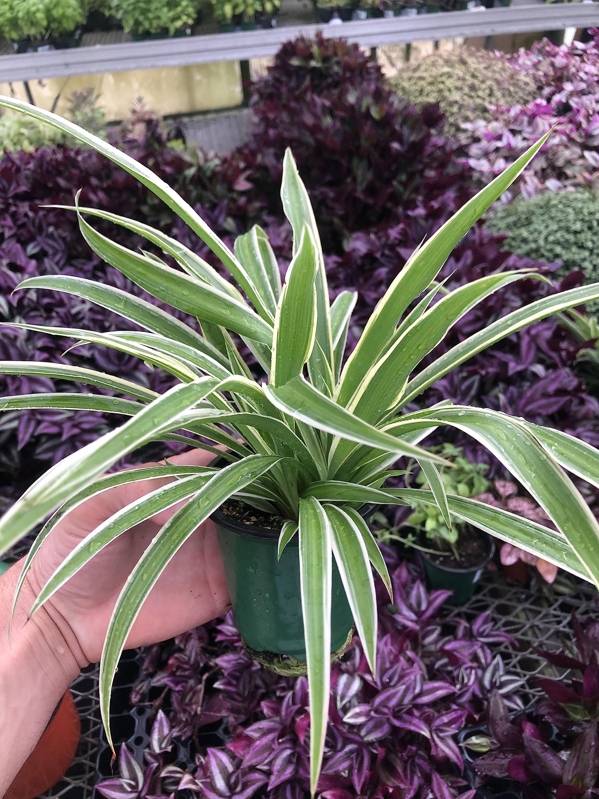 Amazon.com : Variegated Spider Plant, Bare Root Starter Plant Live ...