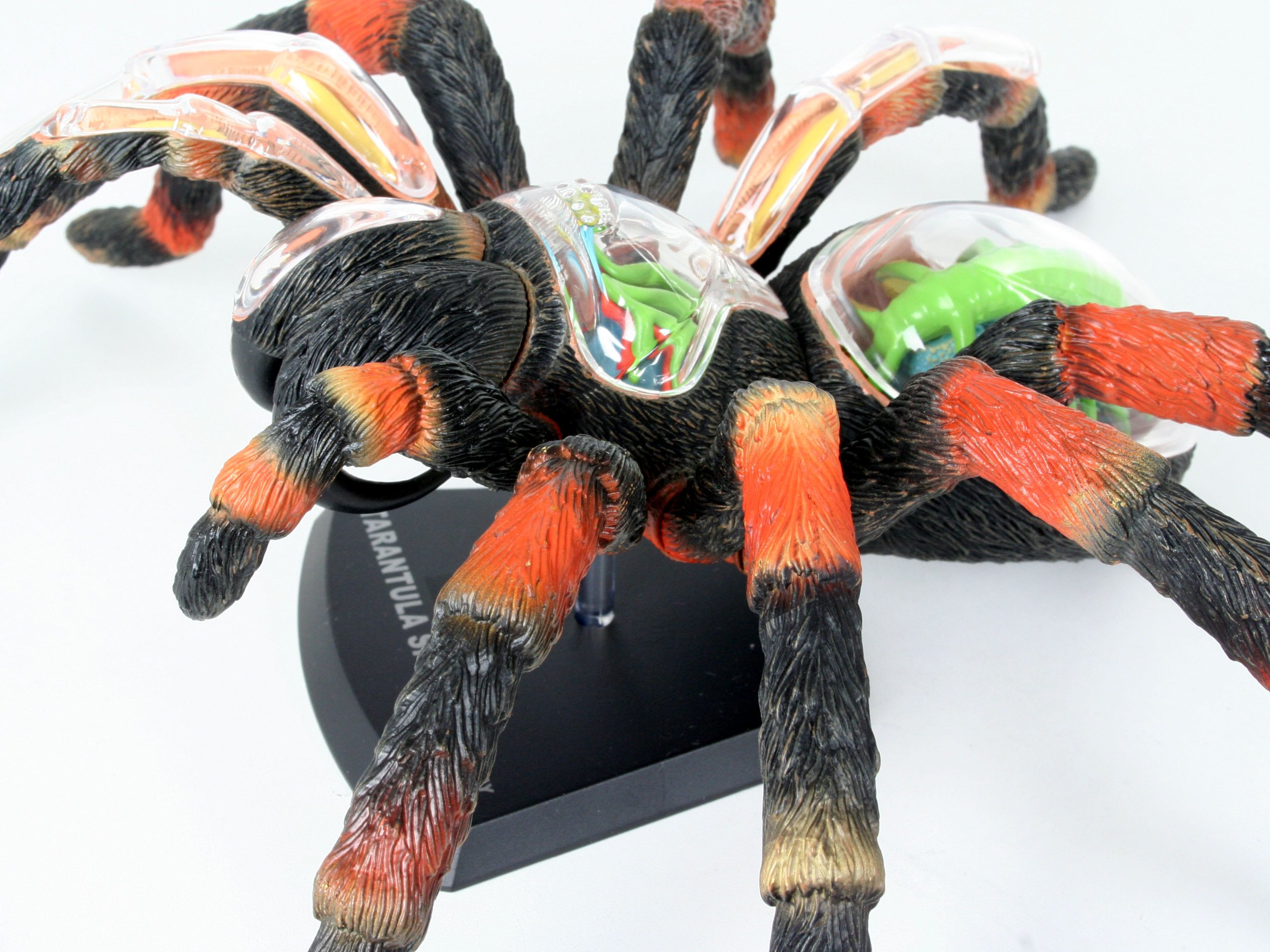 Anatomia Da Tarantula Modello 3D Gasteracantha Spider TurboSquid