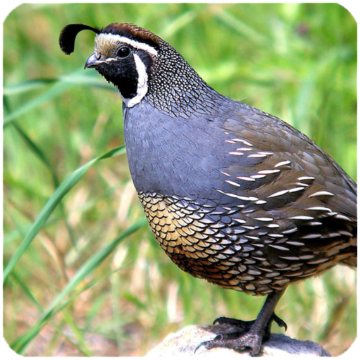 Quail Bird Sounds