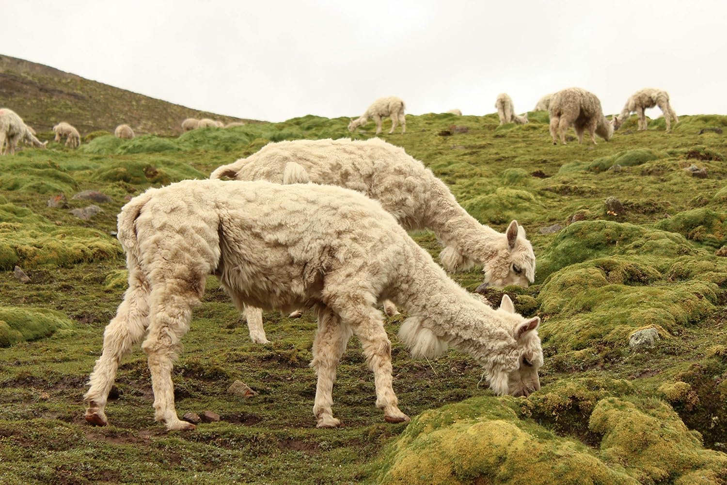 Amazon.com : Nature's Seed 1 Acre Great Lakes/New England Alpaca/Llama ...