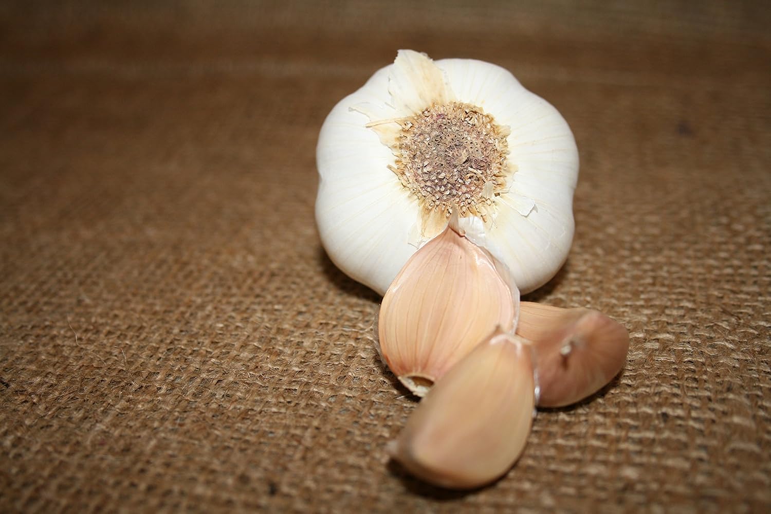 Amazon.com : Farm Direct- Organic Silver Rose Garlic Seed- 1 lb : Patio ...