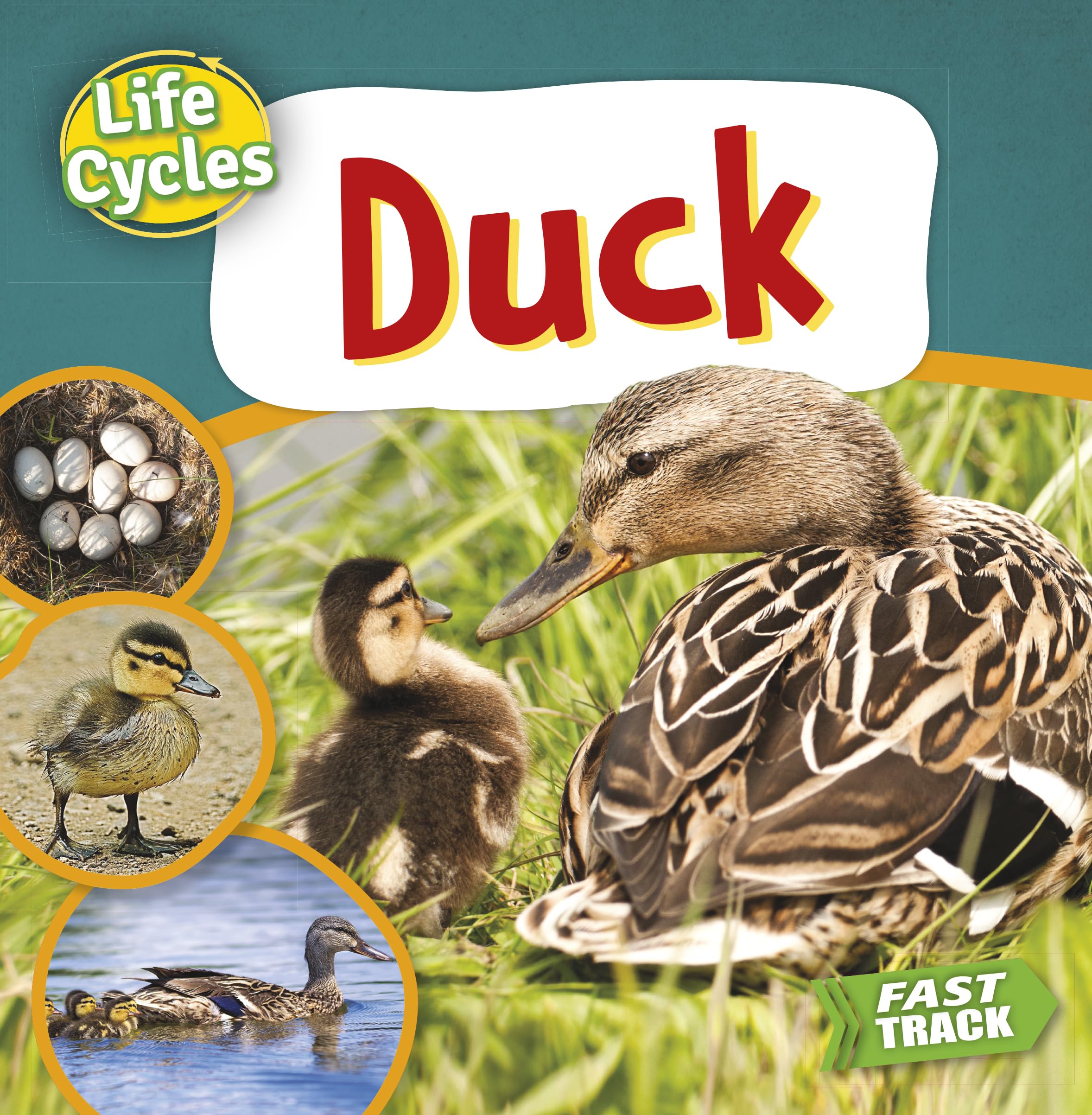 Duck (Life Cycles): Dickmann, Nancy: 9781781215364: Amazon.com: Books