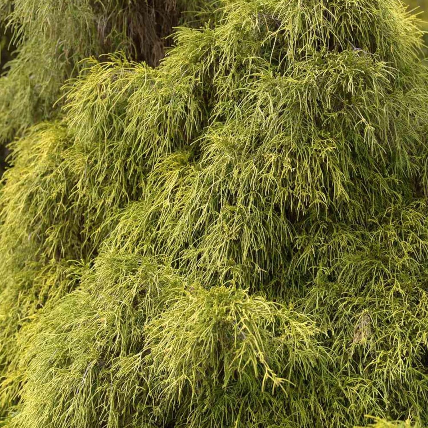 Amazon.com : Cupressus Macrocarpa 'Saligna Aurea' Seeds Weeping Golden ...