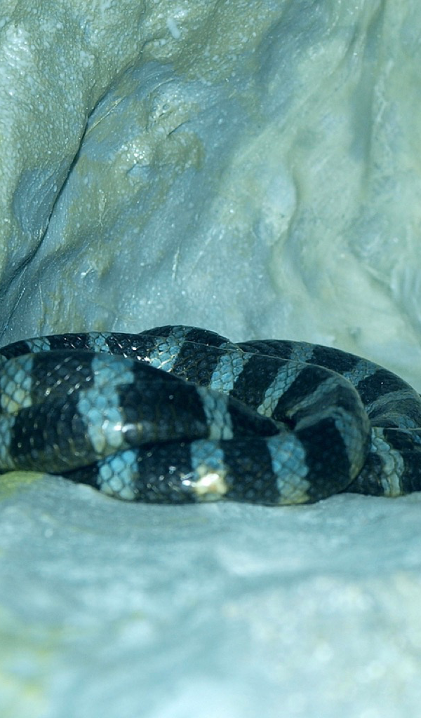 sea snake Wallpaper -- HD Wallpapers of sea snakes! - App on Amazon ...