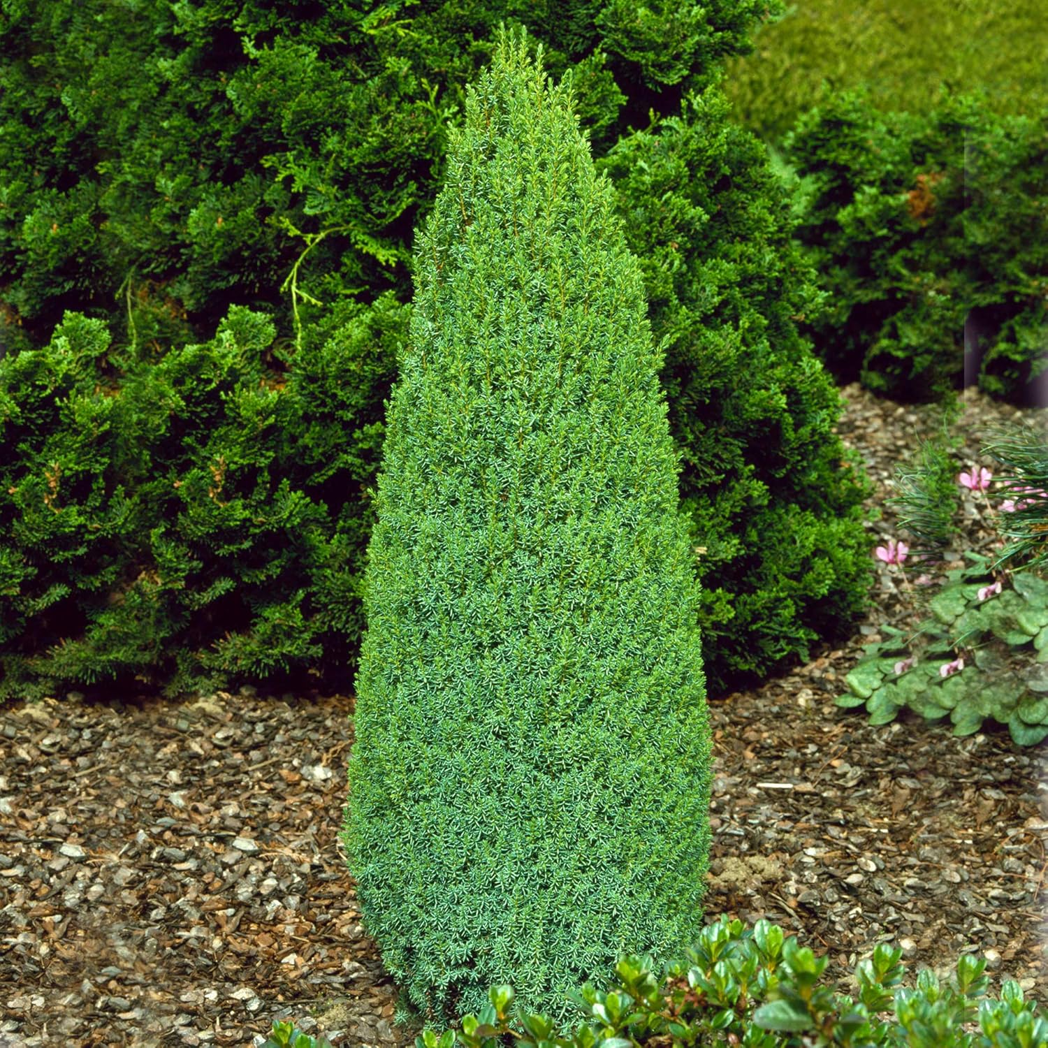 GardenersDream Juniperus communis Compressa Plant - Beautiful Evergreen ...