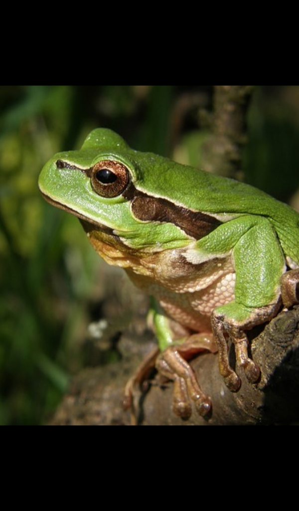 Colorful Frog Wallpaper -- HD Wallpapers of Colorful Frogs! - App on ...