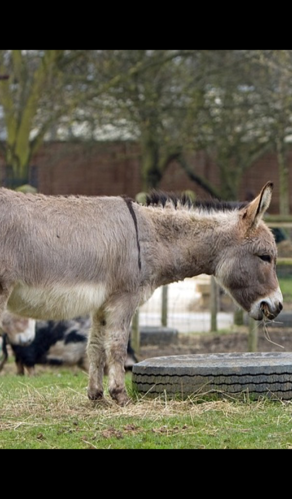 Aplicación funny donkey Wallpaper -- HD Wallpapers of funny donkeys! en ...