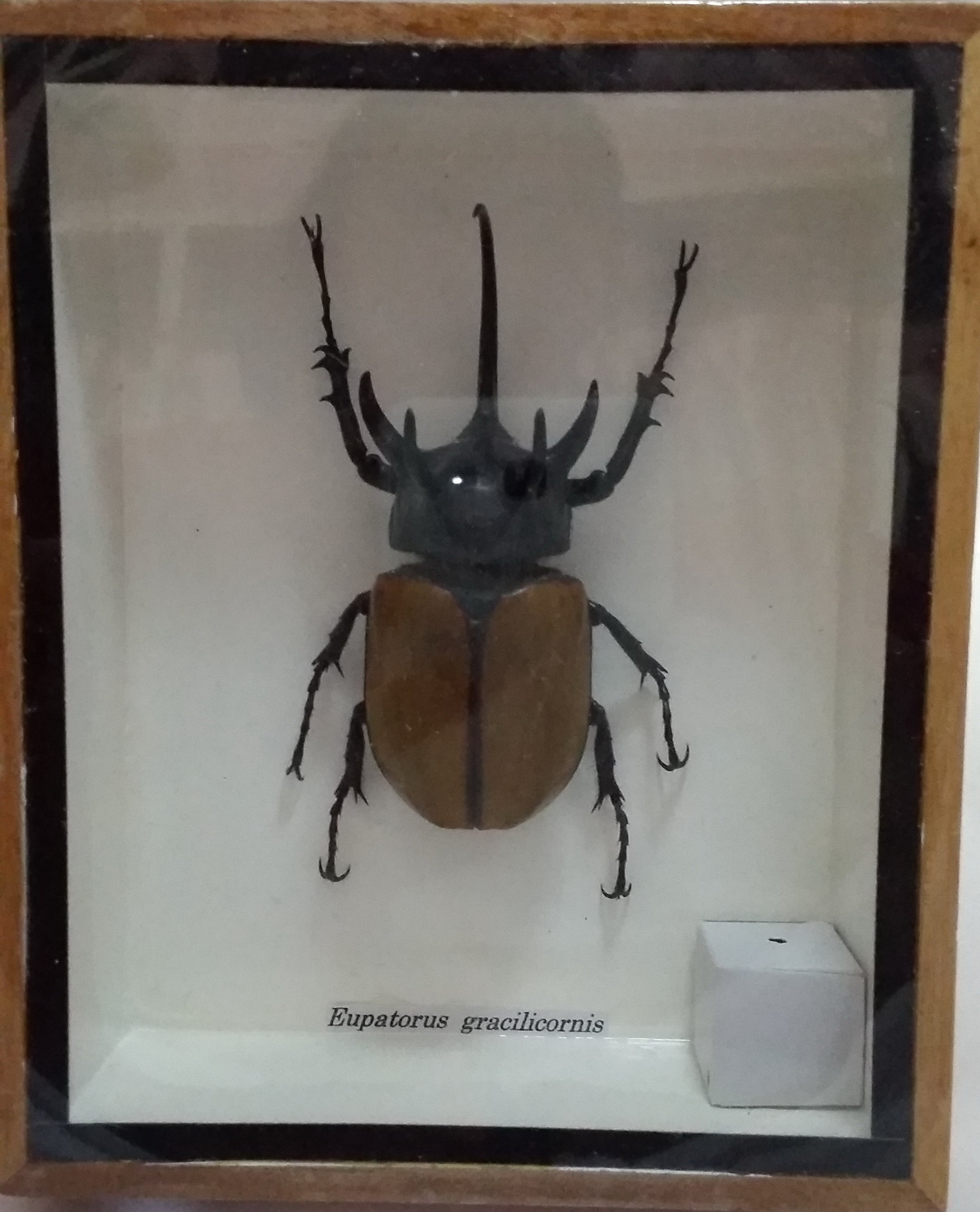 Insect Pinning Kit Pinning Board Set 20-Piece Insect Specimen ...