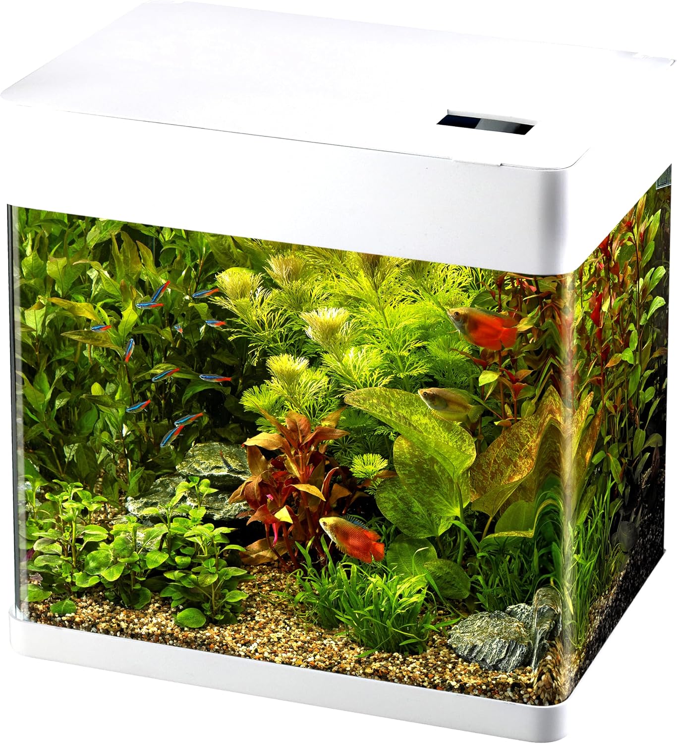 Superfish Panorama Aquarium - 45.5x29.5x45.5 cm - 50L - Wit : Amazon.co ...