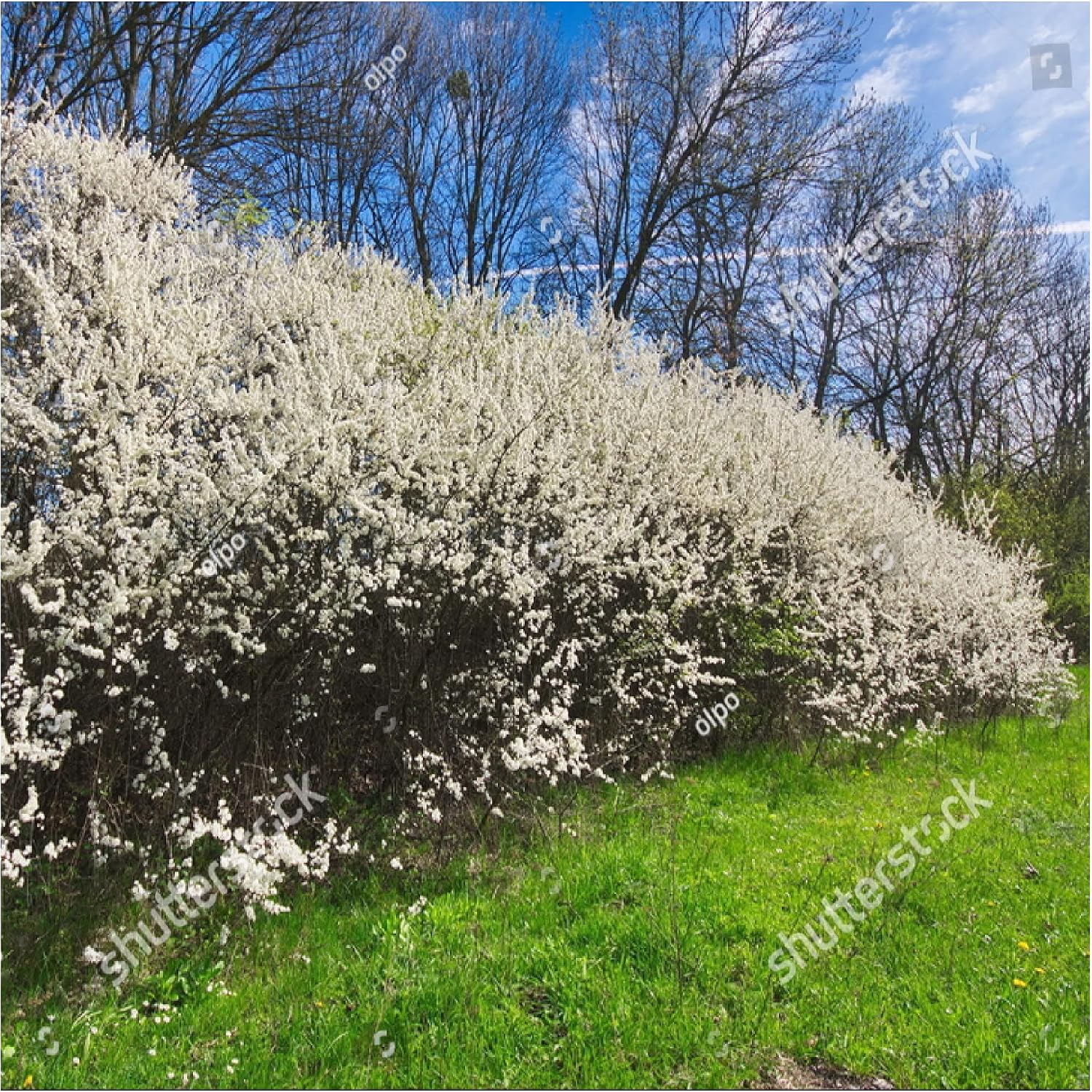 3 Blackthorn Hedging 2-3ft, Prunus Spinosa,Native Flowering Sloe Berry ...