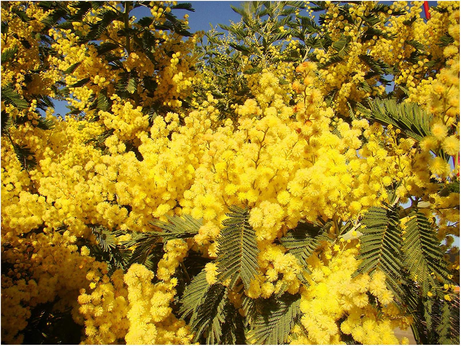 Semi D'oro Mimosa Tree (Acacia Baileyana) 40 + Semi : Amazon.co.uk: Garden