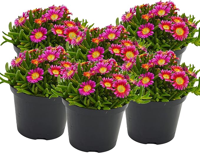 Eisblume, Mittagsblume (Delosperma), winterharte bienenfreundliche ...