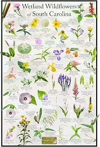 Amazon.com: Wetland Wildflowers of South Carolina Flower Identification ...