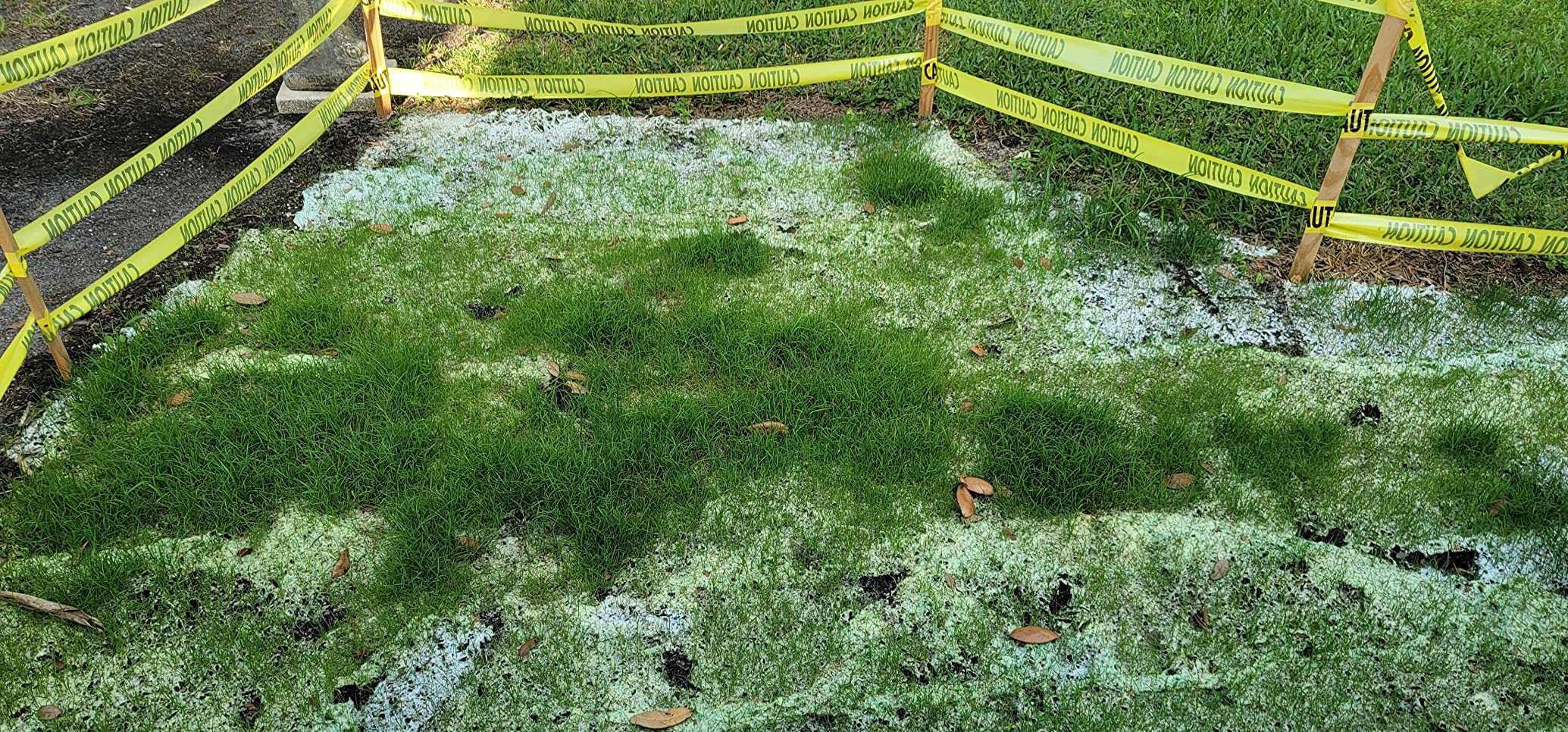 $5/mo - Finance Growtrax Biodegradable Grass Seed Mat, Year Round Green ...