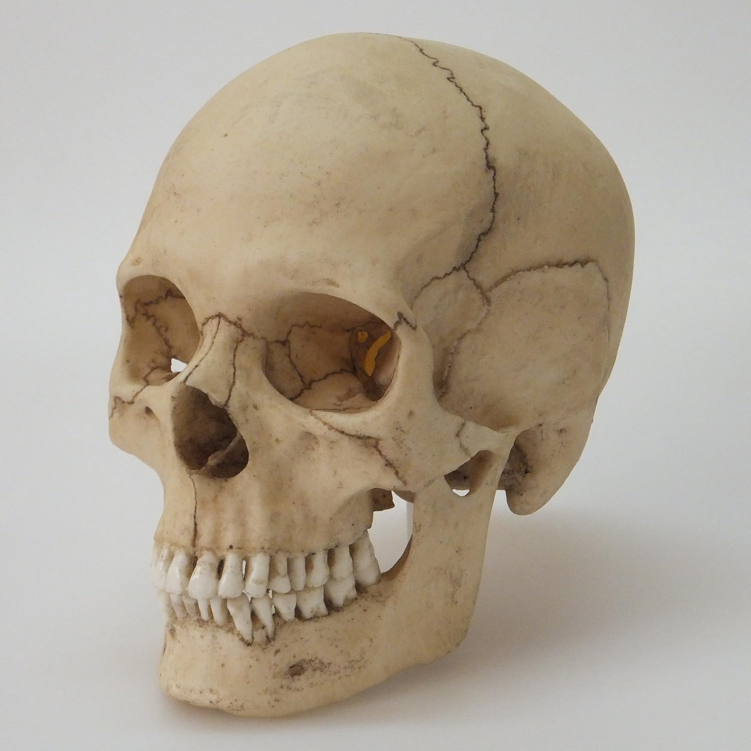 Amazon.com: Human Male Asian Adult Skull Replica : Toys & Games