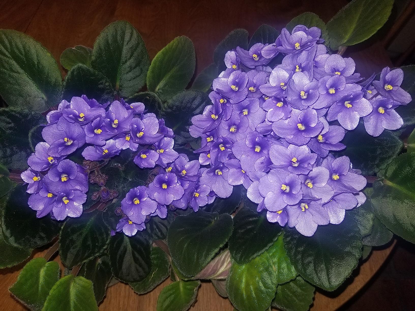 $1/mo - Finance Miracle-Gro Blooming Houseplant Food, 8 oz., Plant Food ...