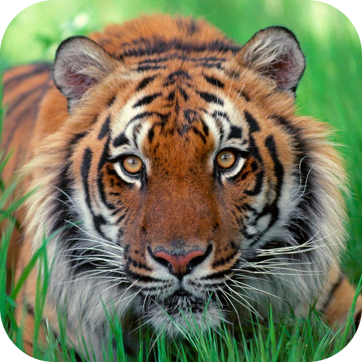 Wild animals - App on Amazon Appstore