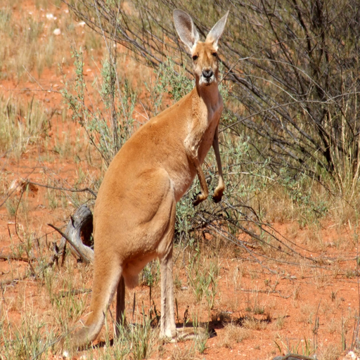 Wild Animals - App on Amazon Appstore