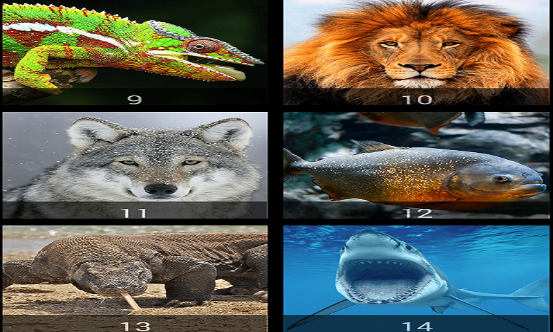 Predators In The Puzzle Game - Free - App on Amazon Appstore