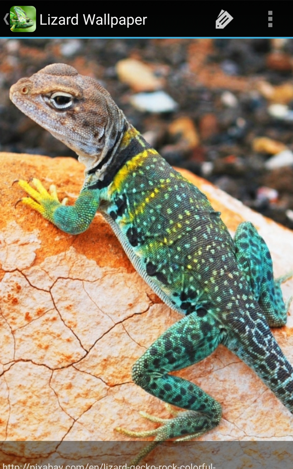 Lizard Wallpaper - App on Amazon Appstore