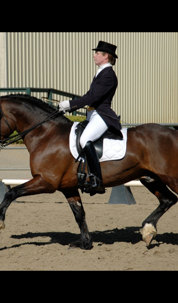 Horseback Riding Wallpaper -- HD Wallpapers of Horseback Riding! - App ...