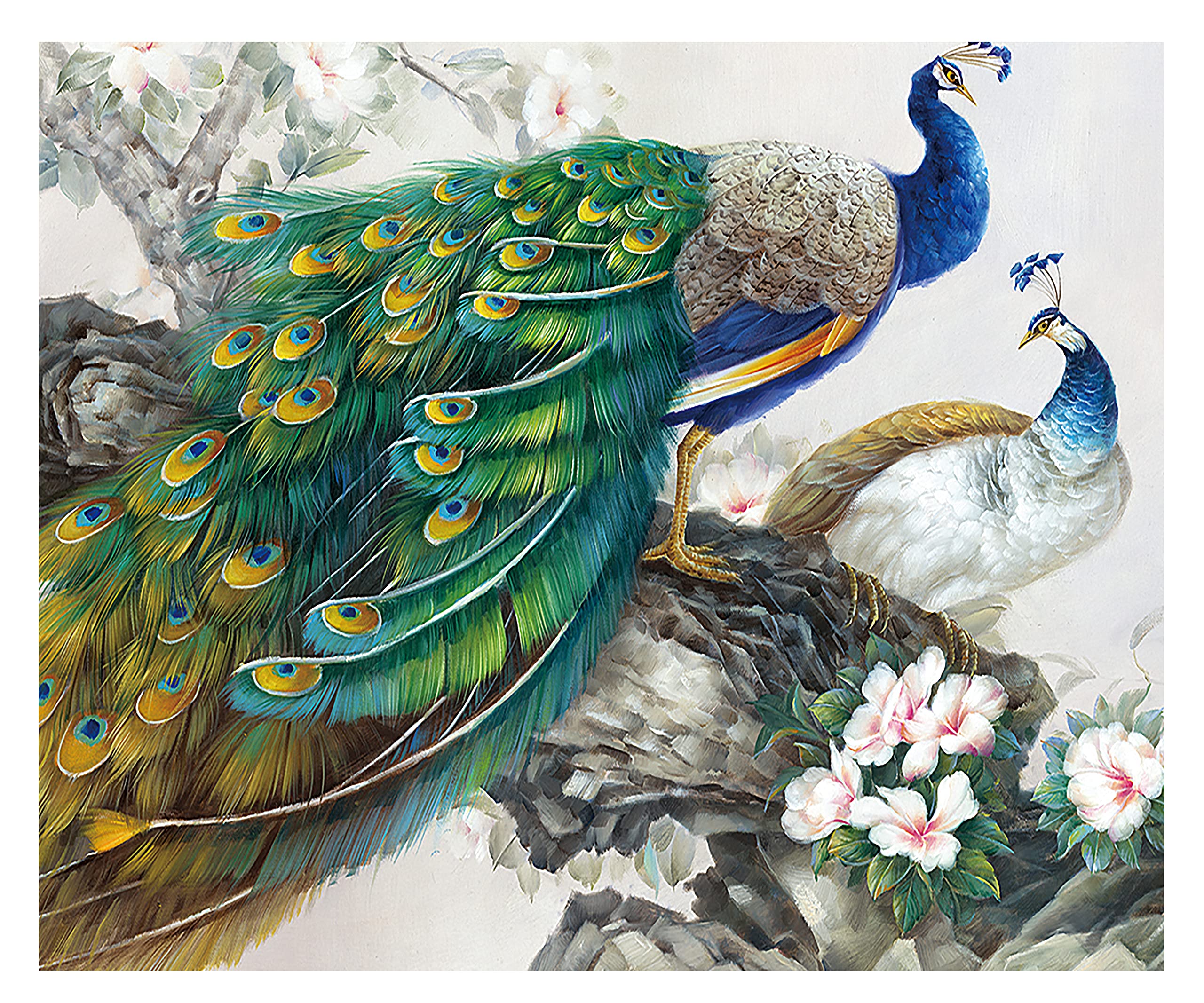 Dibujo De Pavo Real Con Color Imágenes De Pavo Real Libres De