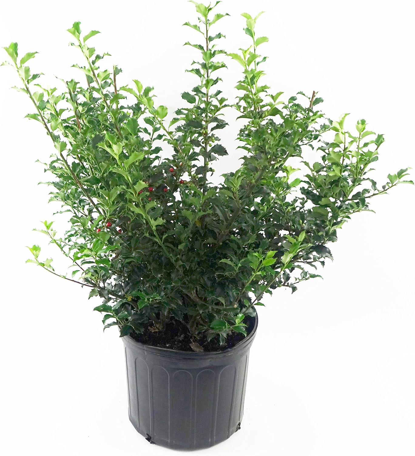 Amazon.com: Ilex X meserveae 'Blue Princess' (Blue Holly) Evergreen, #2 ...