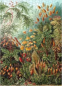 Amazon.com: MyPuzzle Moss (Muscinae) - Art Forms in Nature, Vintage Art ...