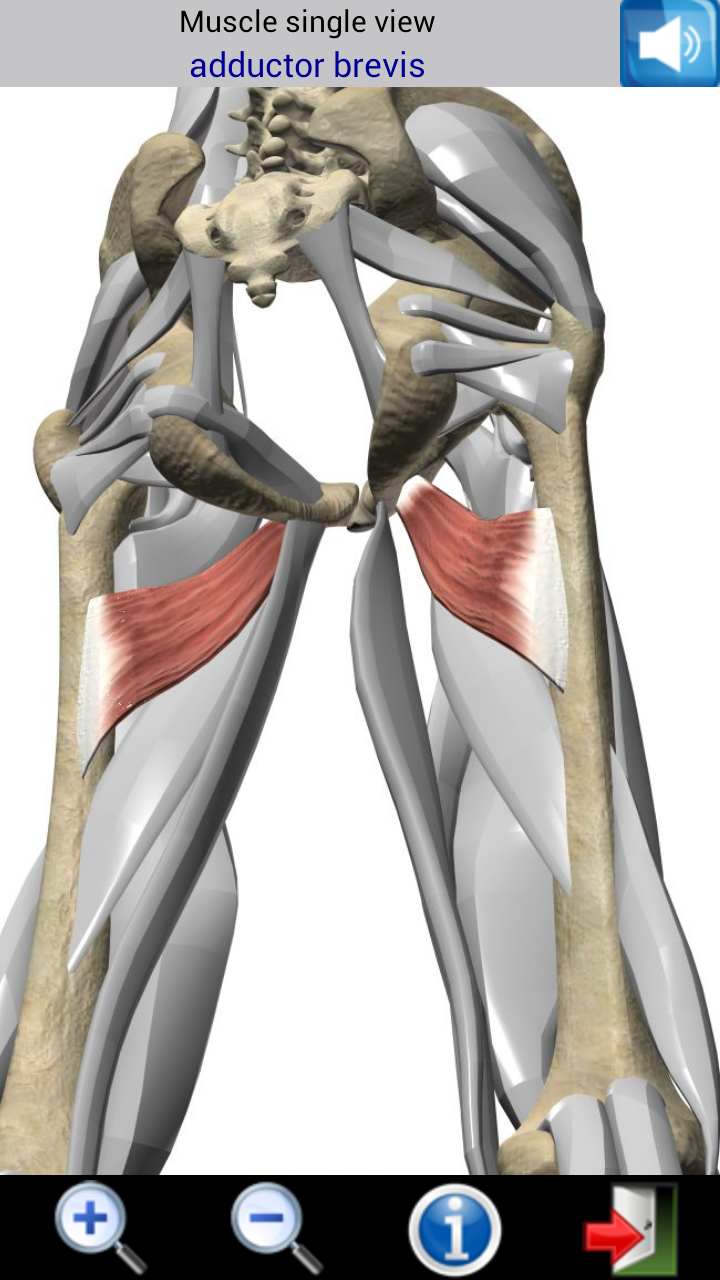 Visual Muscles 3D - App on Amazon Appstore