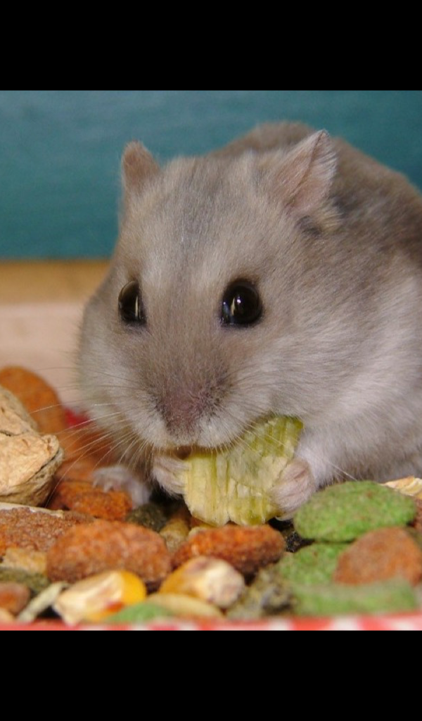Hamster Wallpaper -- HD Wallpapers of Hamsters!:Amazon.de:Appstore for Android