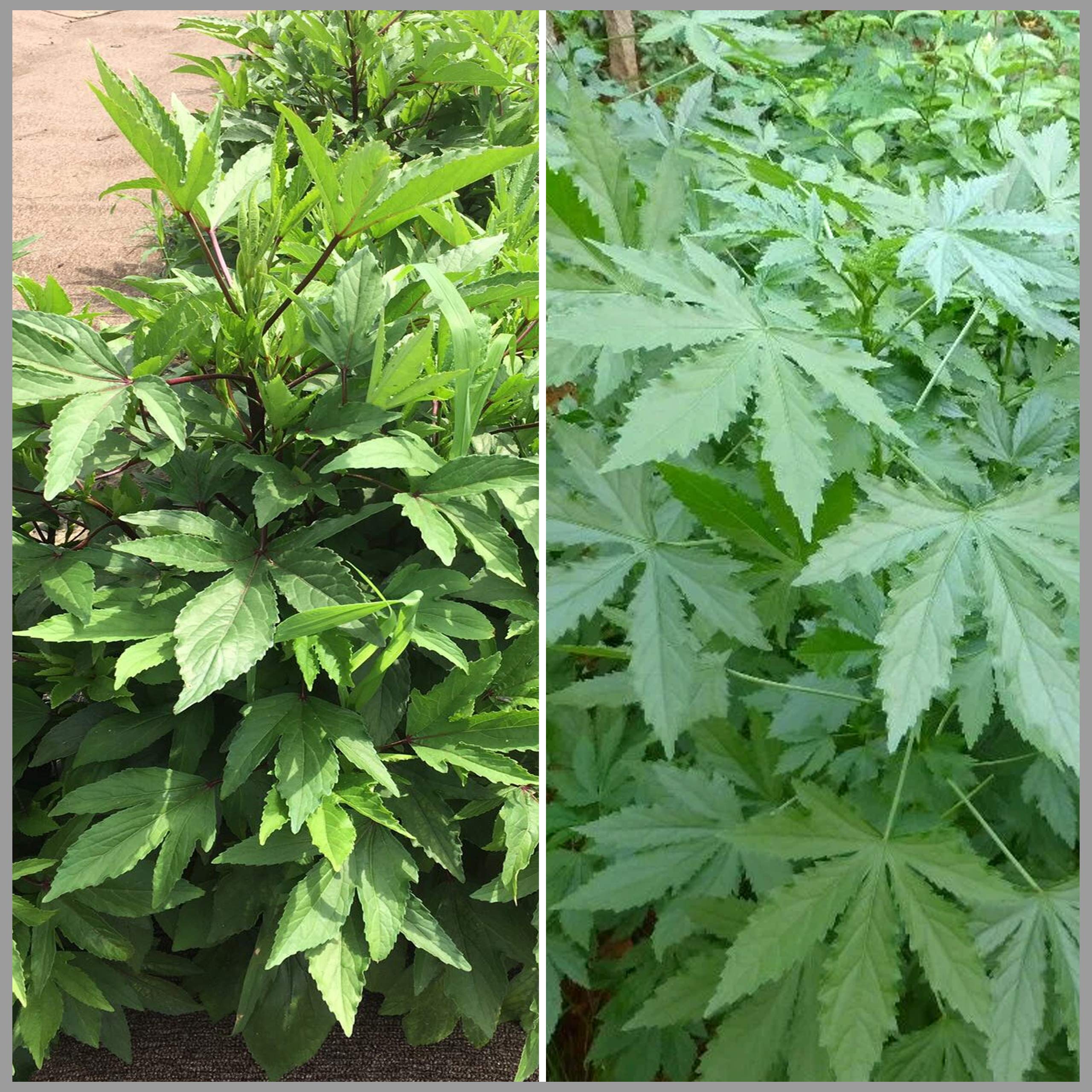 Buy GardenHunt Gongura Red & Green (Kenaf Leaves/Pulicha Keerai/Sorrel ...