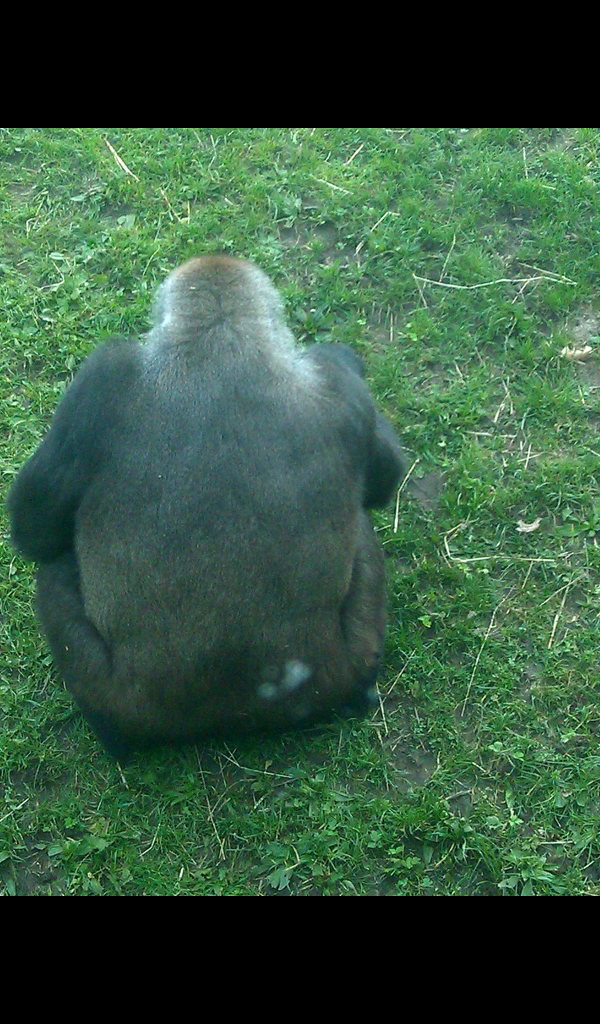 silverback gorilla Wallpaper -- HD Wallpapers of silverback gorillas ...