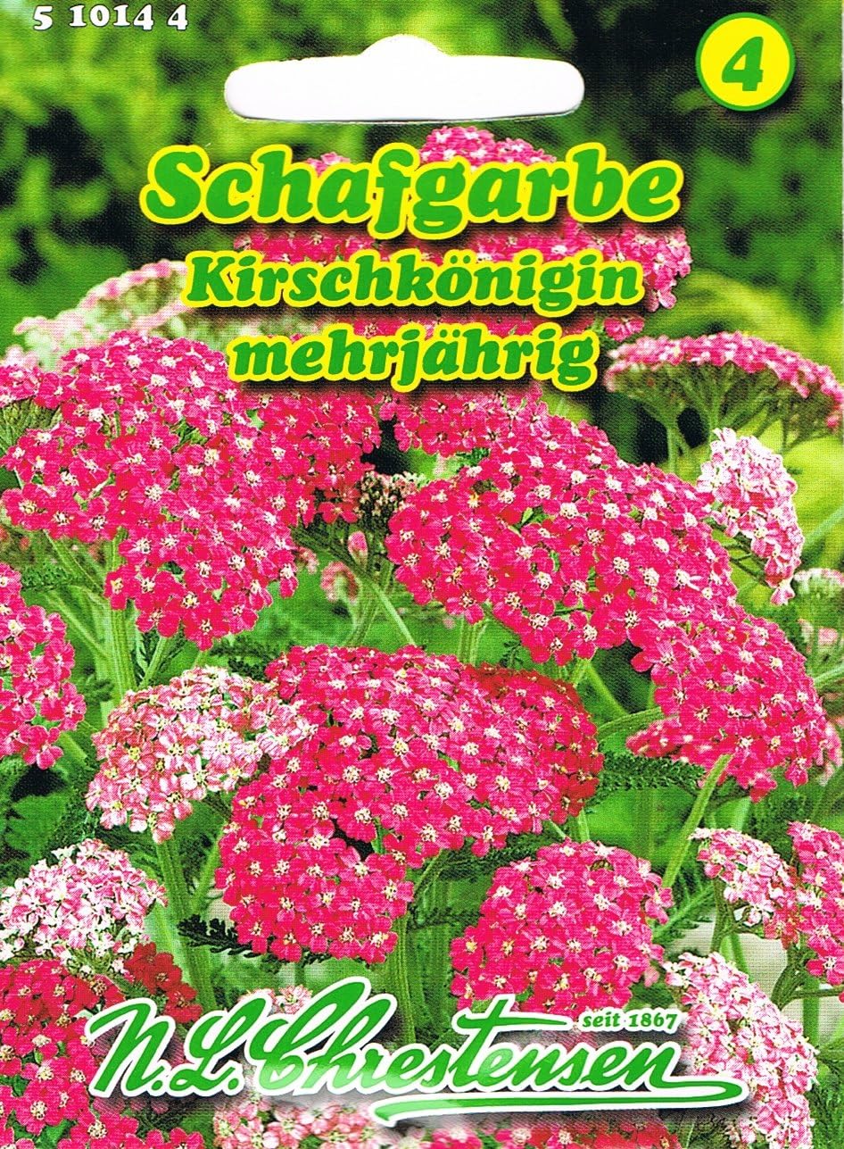 Schafgarbe Kirschkönigin rot mehrjährig 'Achillea millefolium' Schmuck ...
