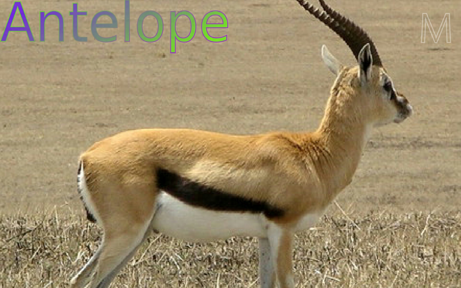 Wild Animals: app su Amazon Appstore