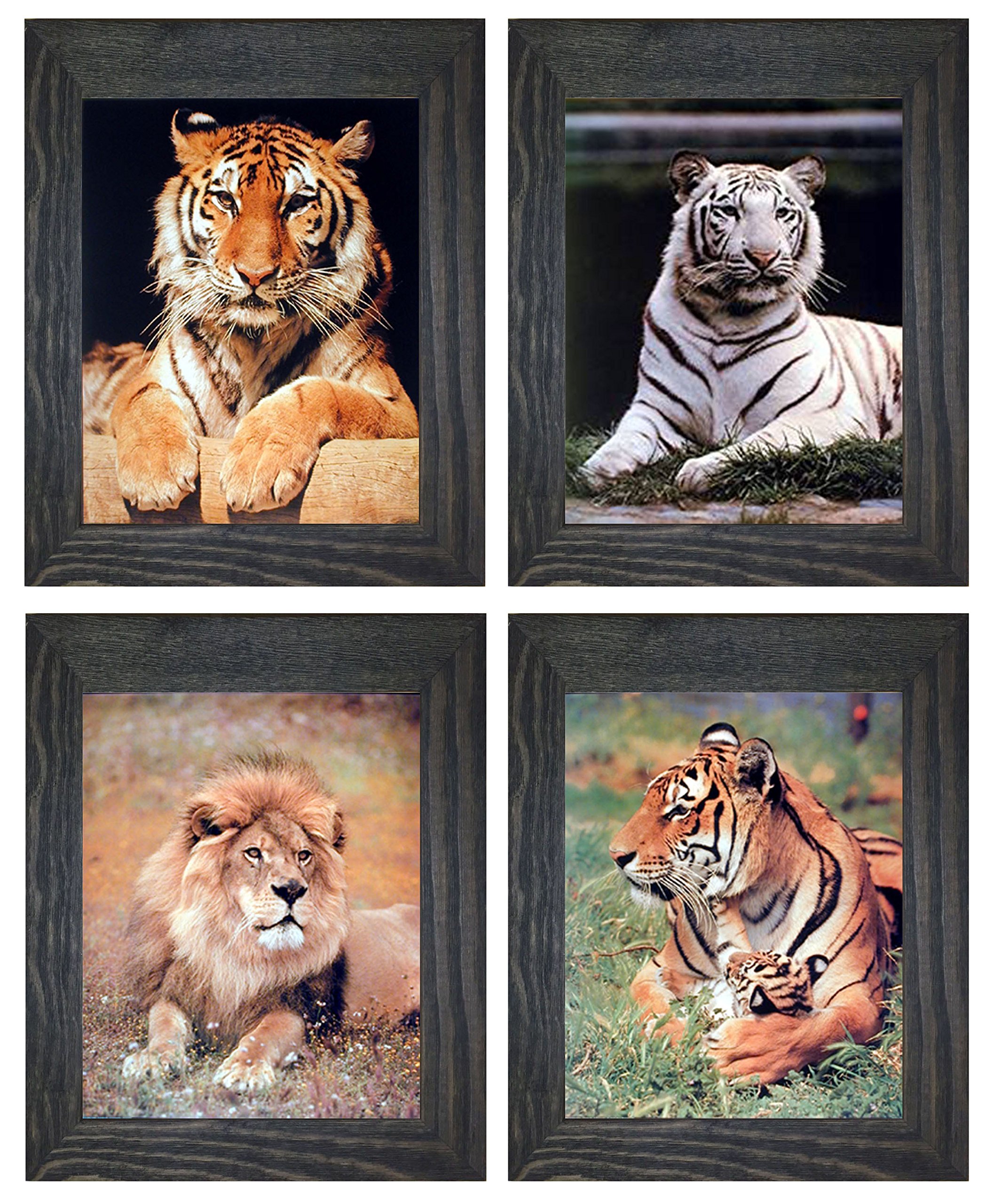 Black And White Photography Tiger 8x10